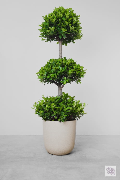 Ficus – Chun Hing Gardening & Landscaping Ltd.