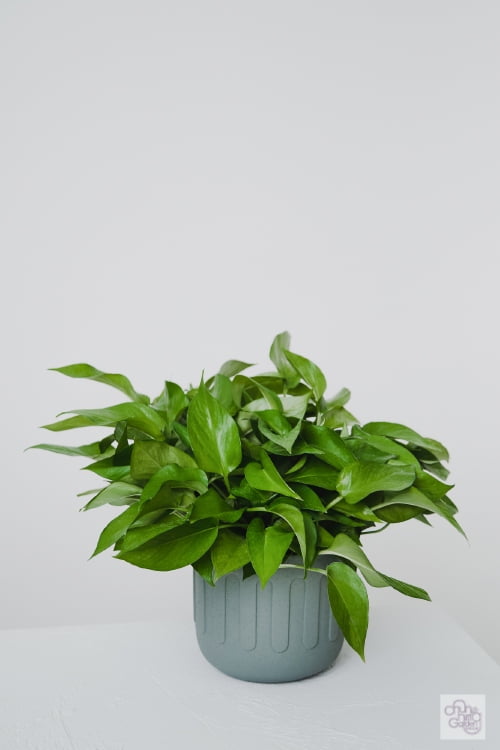 Money Plant – Chun Hing Gardening & Landscaping Ltd.