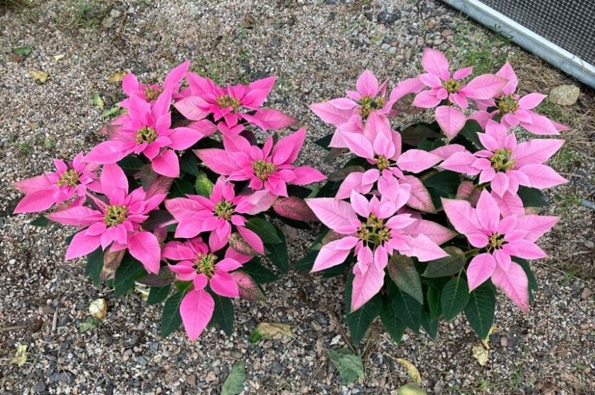 7″ Poinsettia (Pink) – Chun Hing Gardening & Landscaping Ltd.